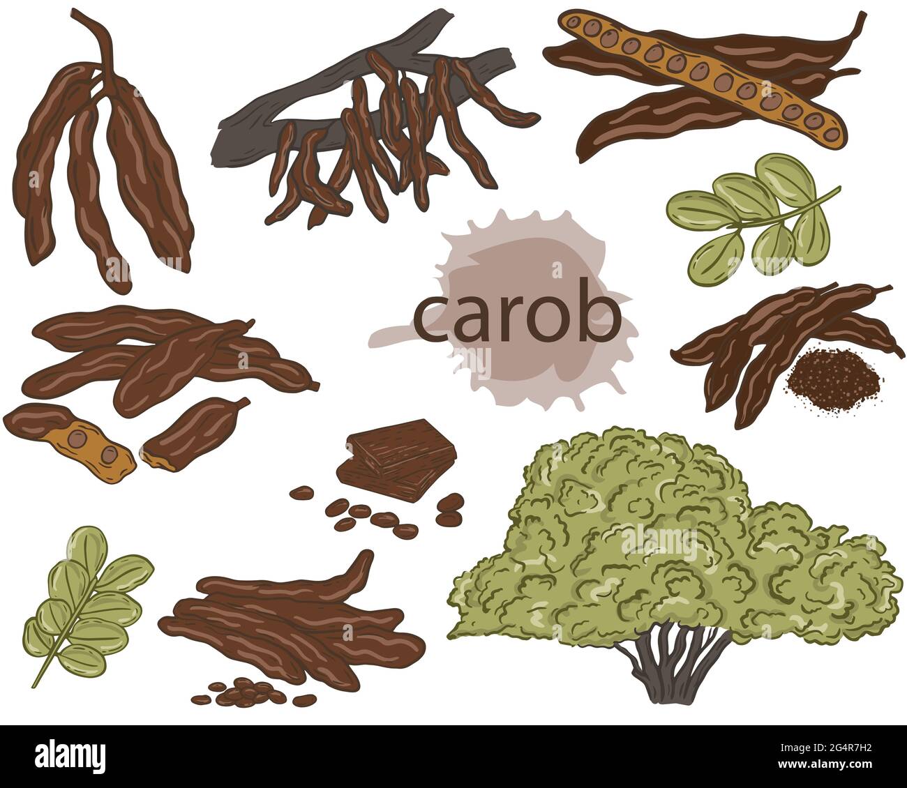 Carob tree drawing Stock Vector Images - Alamy