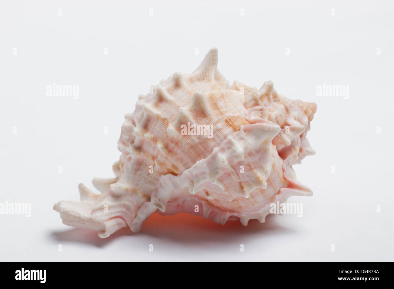 Ocean shell close up on white background Stock Photo - Alamy