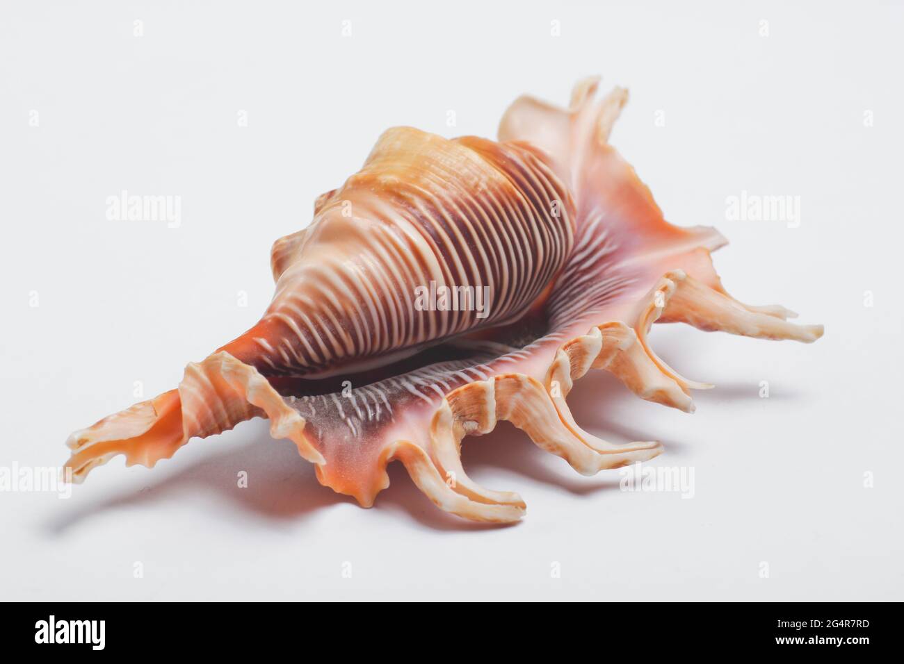 Ocean shell close up on white background Stock Photo - Alamy