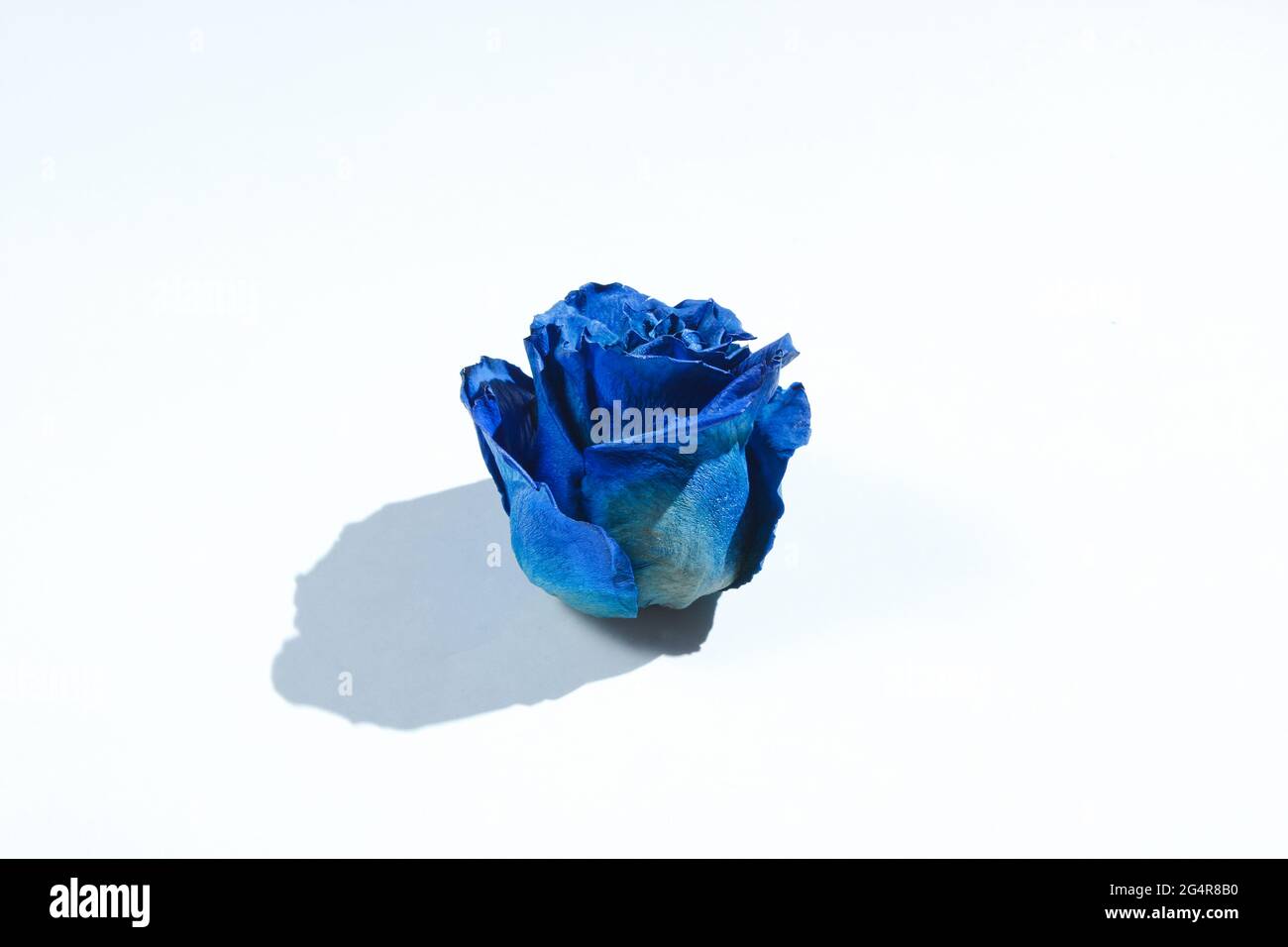 Blue bud of a dry rose on a white background Stock Photo - Alamy