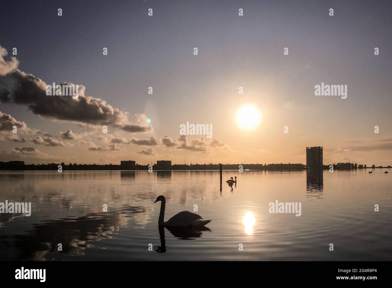 Swan sunset reflection hi-res stock photography and images - Alamy