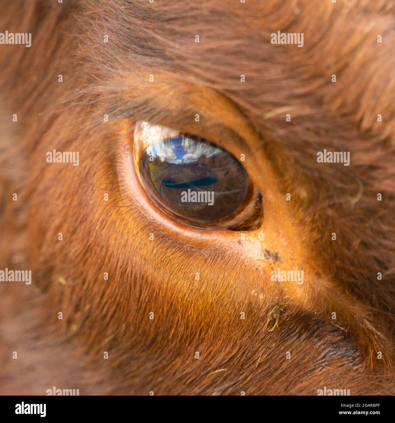 Cows eye hi-res stock photography and images - Alamy