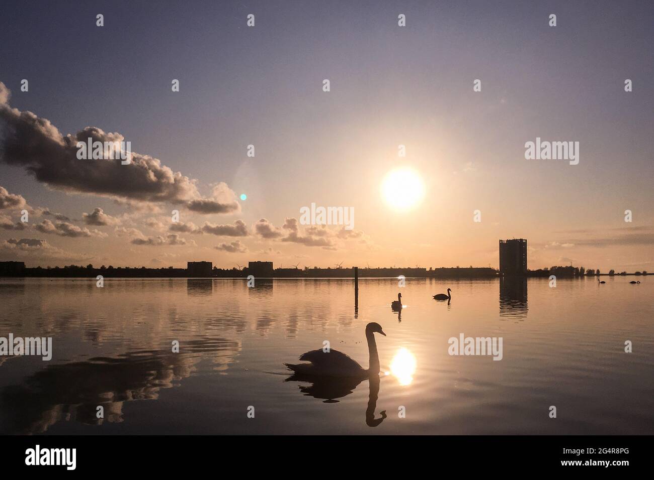 Swan sea sunset hi-res stock photography and images - Alamy