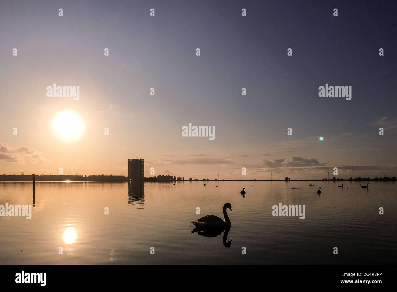Swan sea sunset hi-res stock photography and images - Alamy