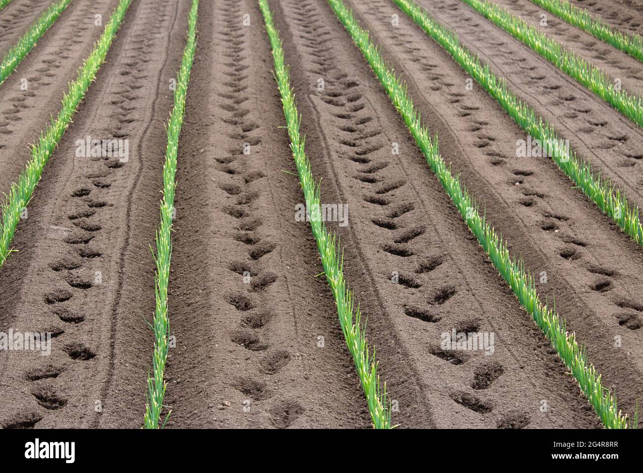 Footprints in farm field between rows of onions Stock Photo - Alamy