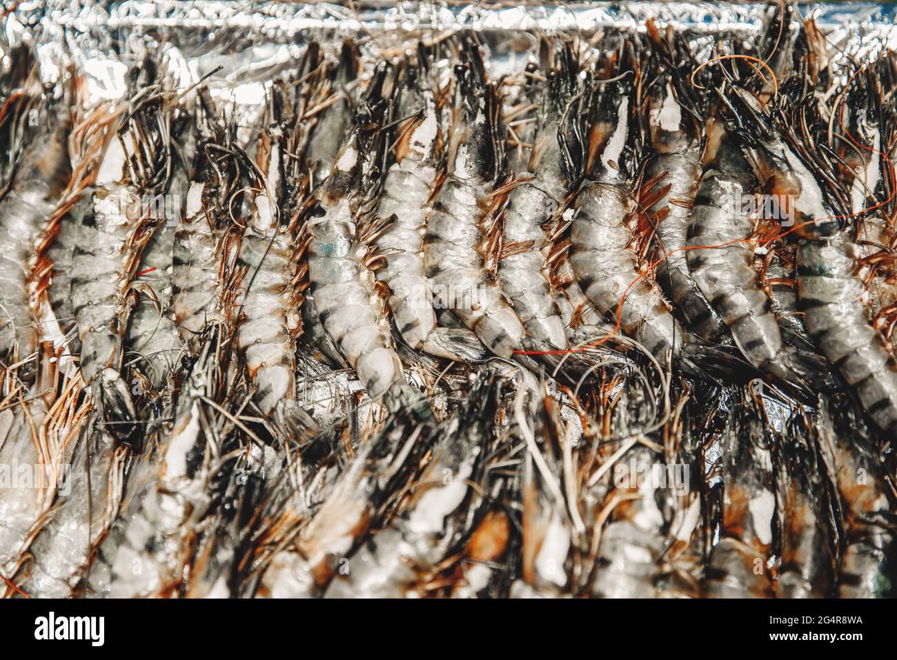 Shrimp substrate hi-res stock photography and images - Alamy