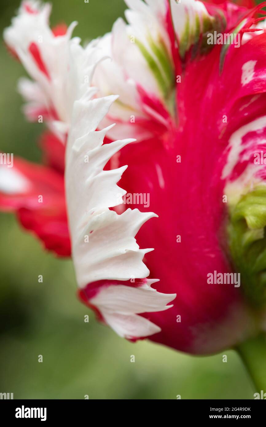 Parrot tulip hi-res stock photography and images - Alamy