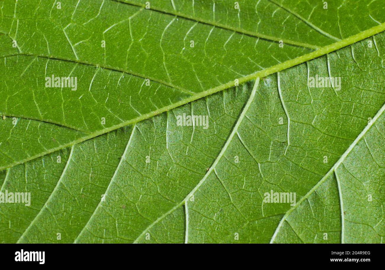 Green leaf texture close up macro Stock Photo - Alamy