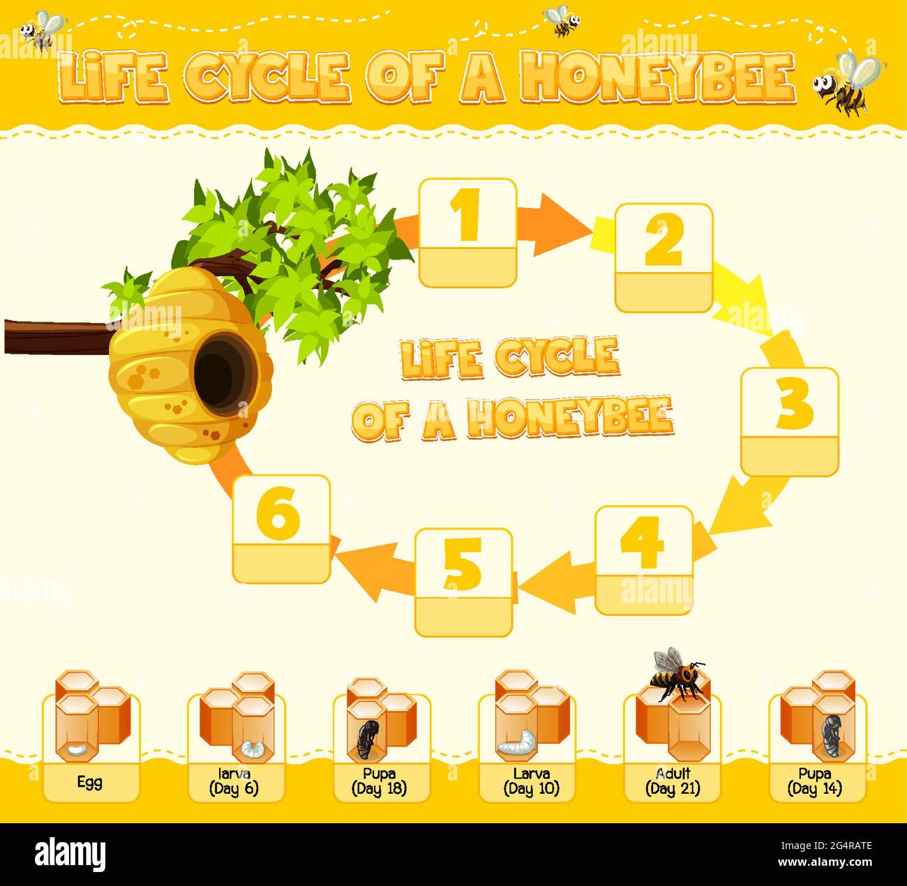Diagram showing life cycle of Honey Bee illustration Stock Vector Image ...