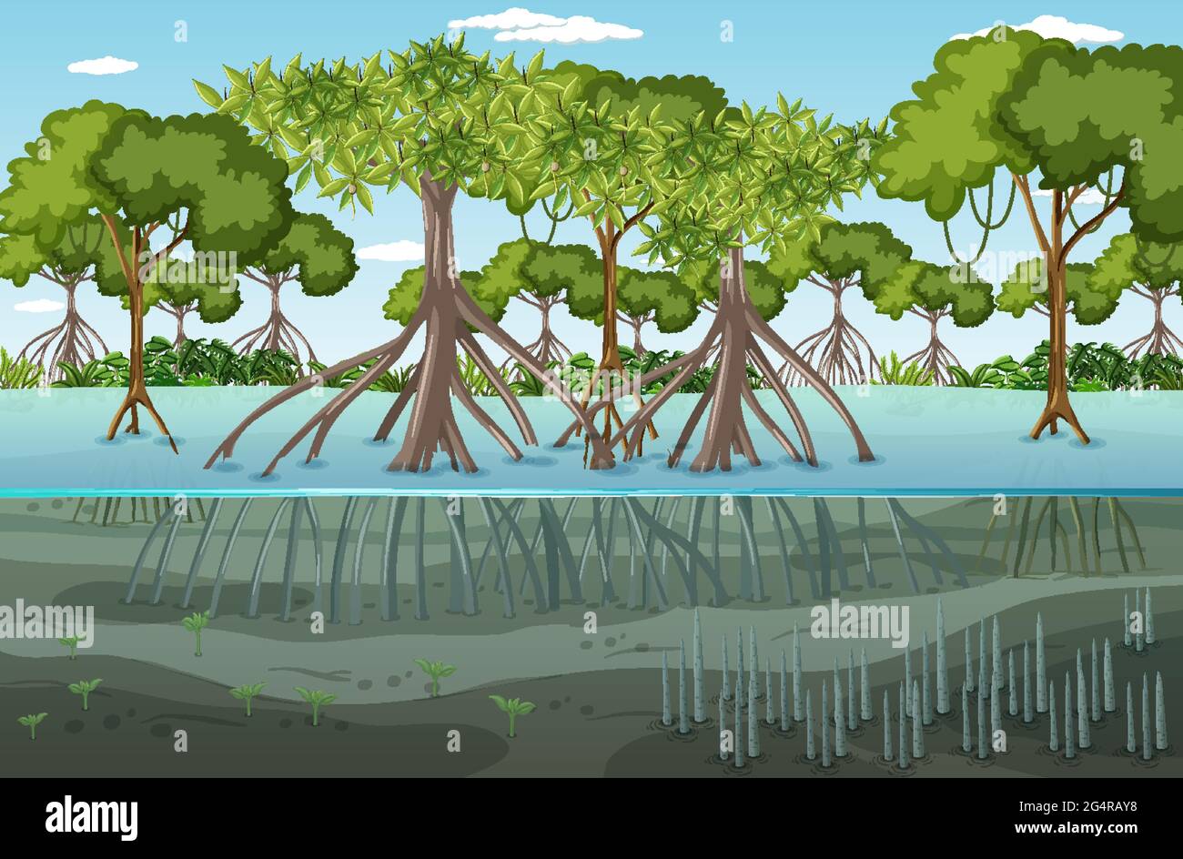 Roots mangrove tree Stock Vector Images - Alamy