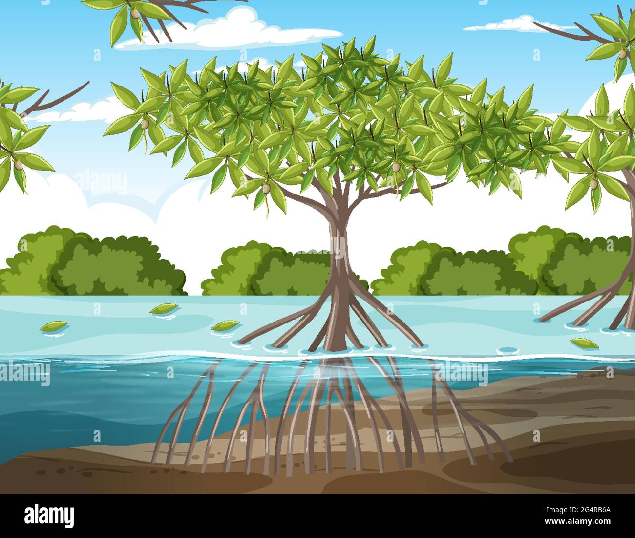 Tree roots in mangrove at Stock Vector Images - Alamy