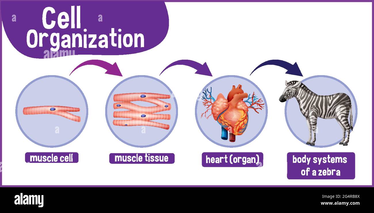 Diagram showing cell organization in a zebra illustration Stock Vector ...