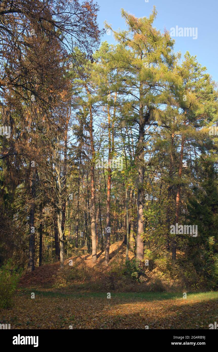 Woodland pine trees hi-res stock photography and images - Alamy