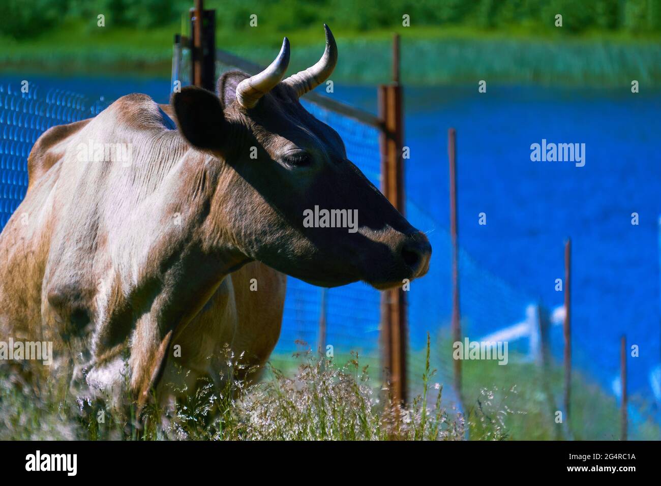cow in the corral close-up against the background of a distant river ...