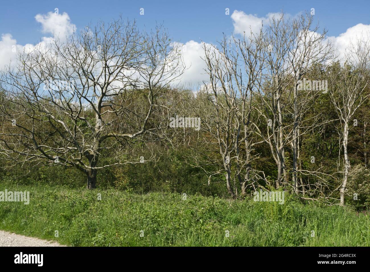 Dead Ash trees from Ash dieback disease (Chalora) at Chanctonbury Ring ...
