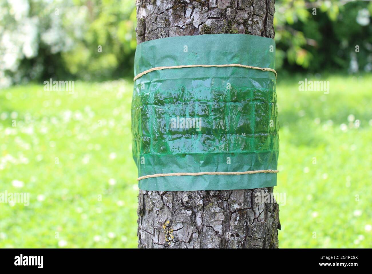 Tree band glue hi-res stock photography and images - Alamy