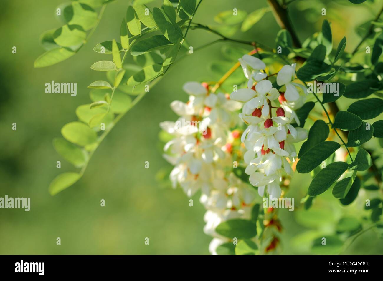 Honey locust tree hi-res stock photography and images - Alamy