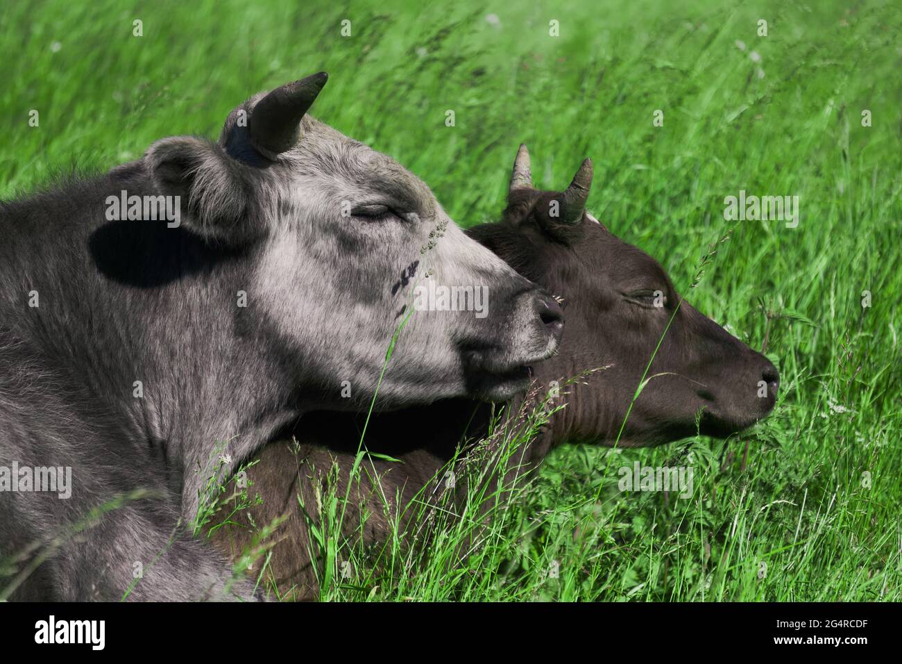 Dozing cattle hi-res stock photography and images - Alamy