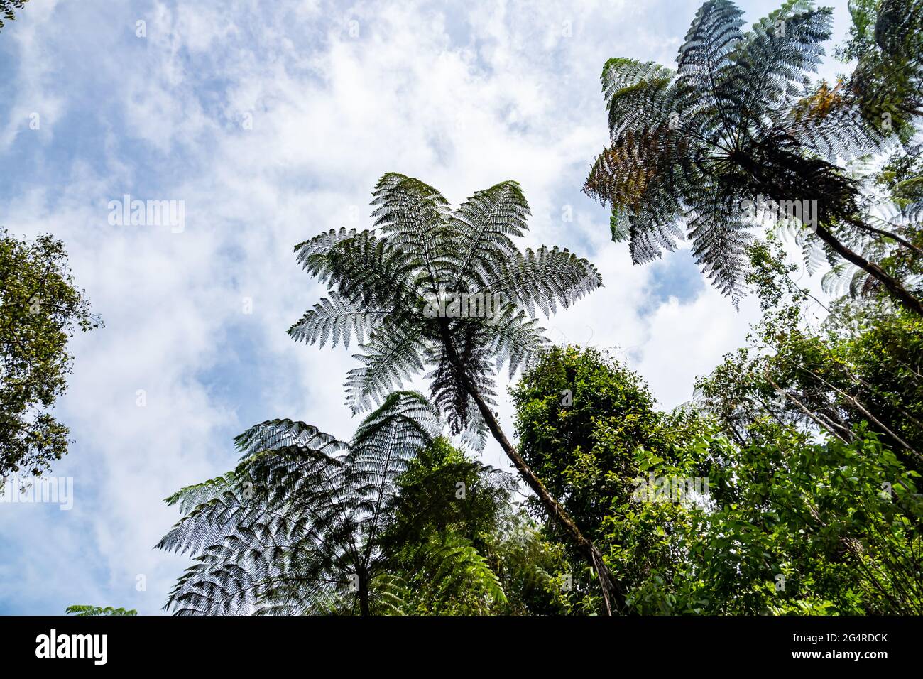 Trees in Costa Rica Stock Photo - Alamy