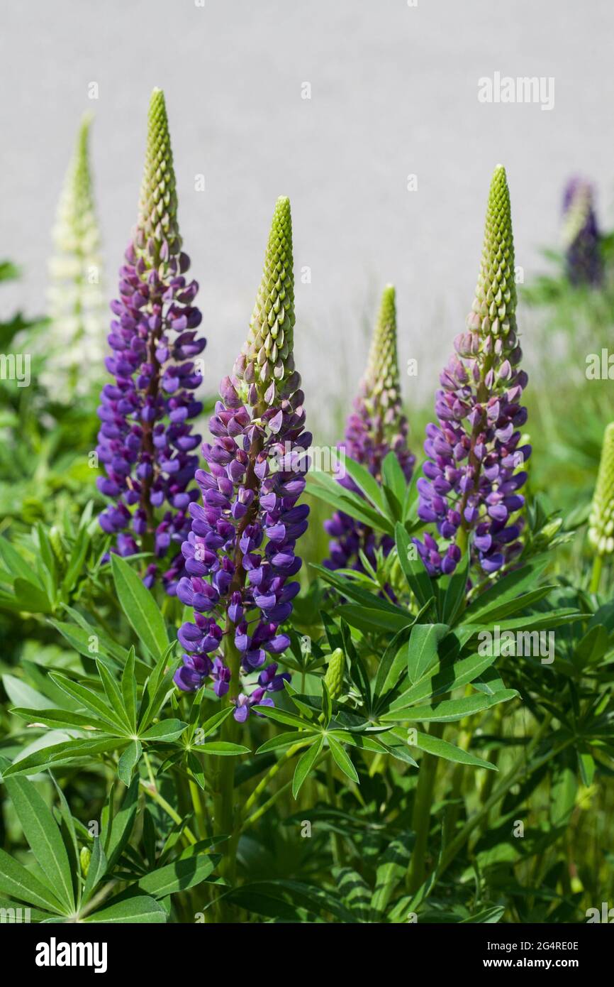 Lupinus fabaceae hi-res stock photography and images - Alamy