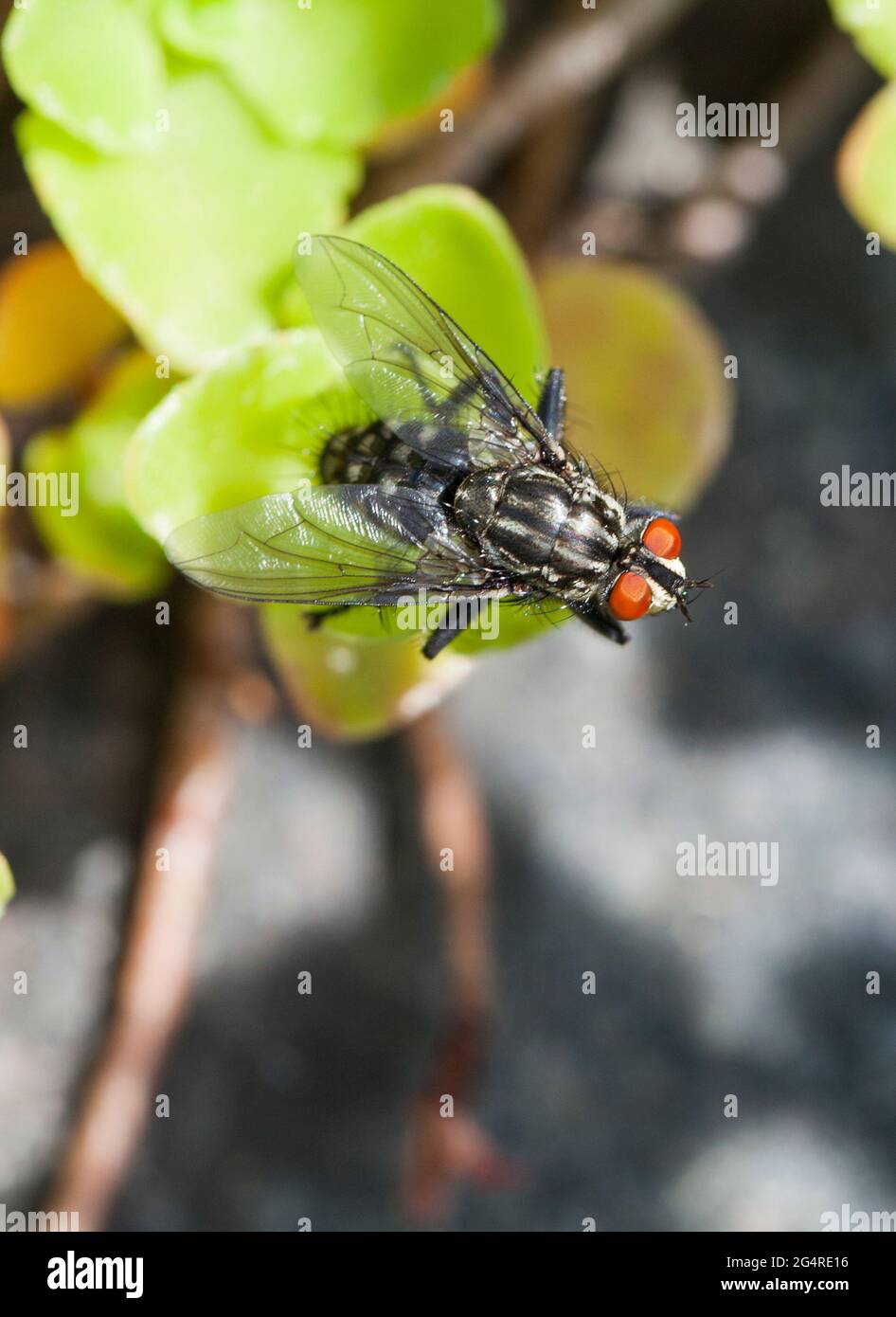 FLESH FLY Sarcophagidae Stock Photo - Alamy