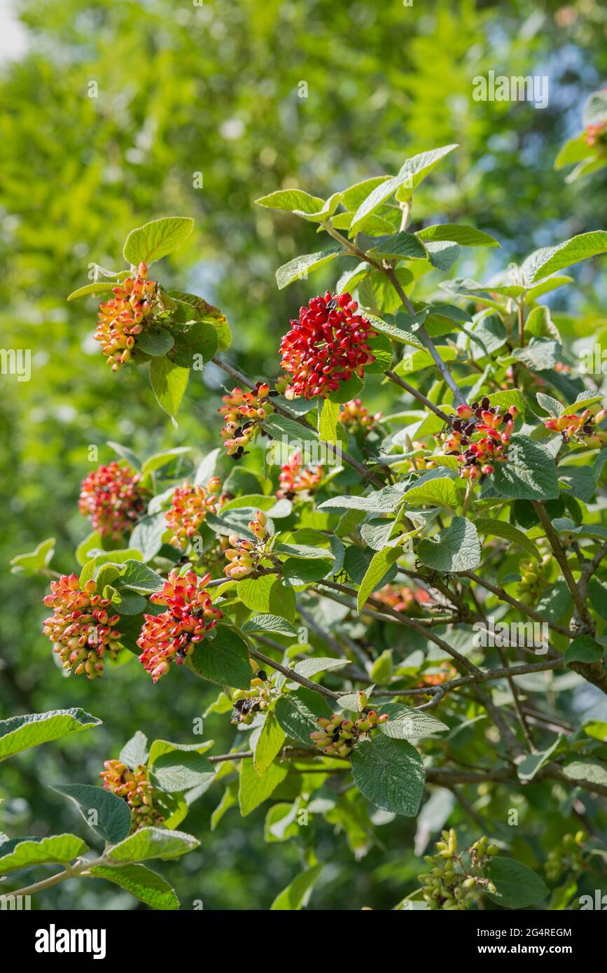 Viburnum lantana leaf hi-res stock photography and images - Alamy