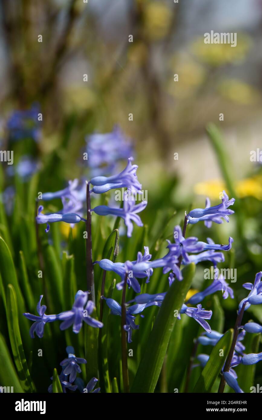 Fresh early spring hyacinth bulbs, grown in garden. Flowerbed with ...