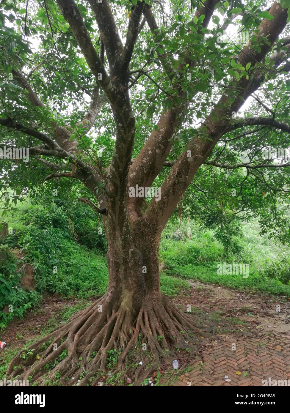 Sturdy branches hi-res stock photography and images - Alamy