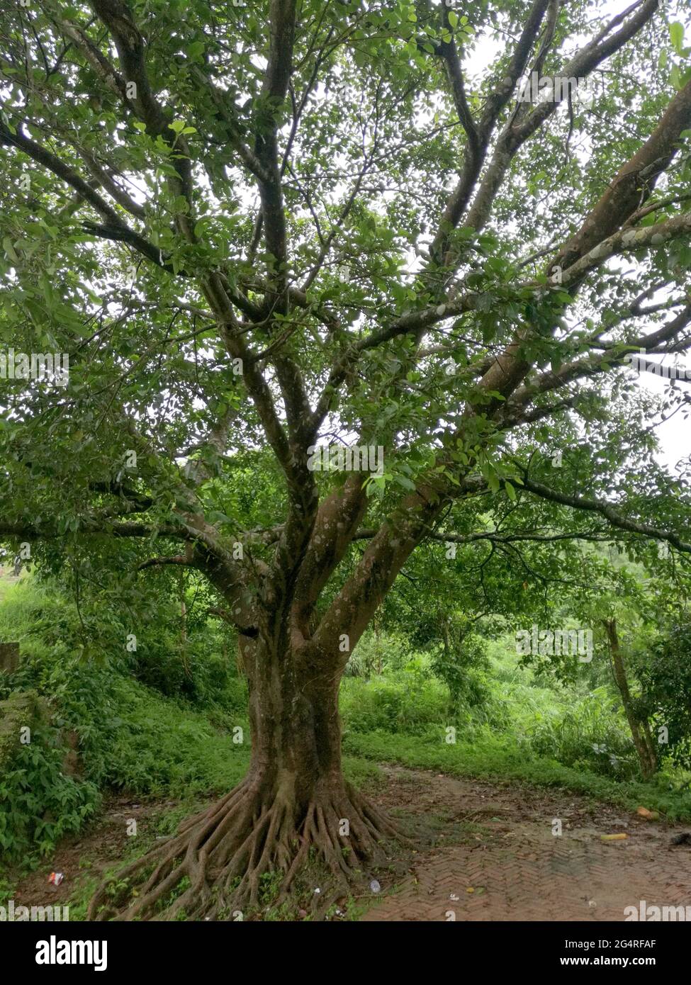 Sturdy branches hi-res stock photography and images - Alamy