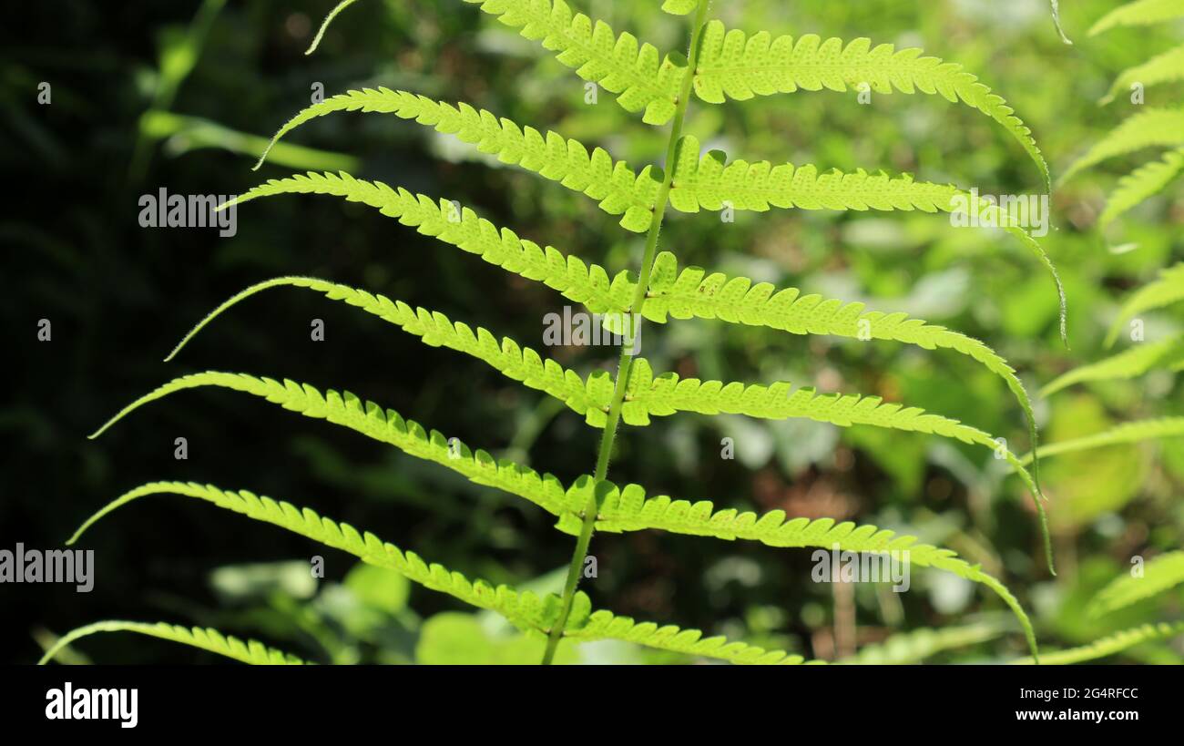 To leaf through hi-res stock photography and images - Alamy
