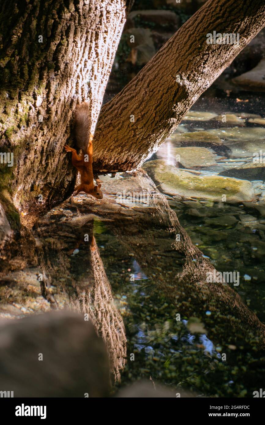 Tired squirrel lying down on the branch. drinking water from a pond ...