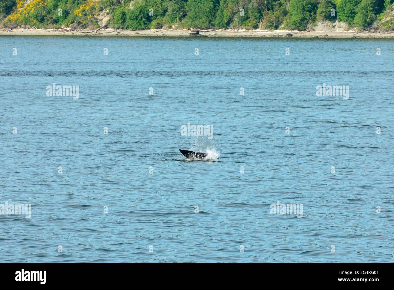 Transient Orca Whales seen in Saratoga Passage near Oak Harbor ...