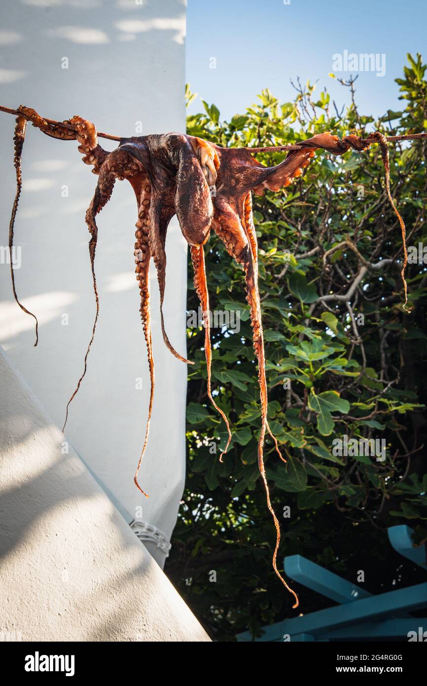 Octopus drying mykonos greece hi-res stock photography and images - Alamy