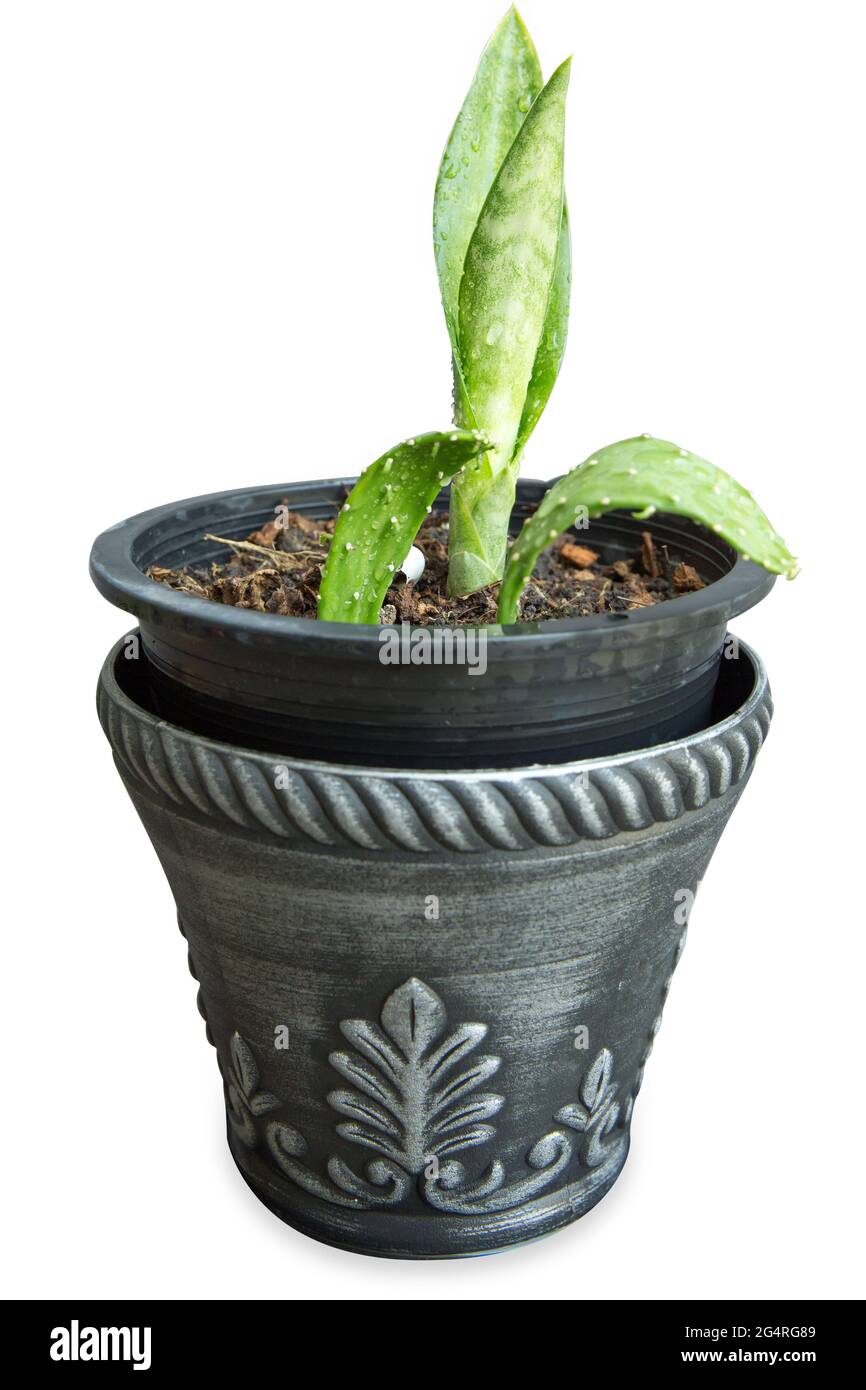 Zamioculcas flower Zanzibar palmand cactus in ceramic pot isolated on ...