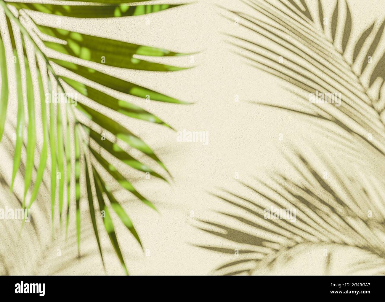 palm leaf shadow background with beige wall and out of focus palm leaf ...
