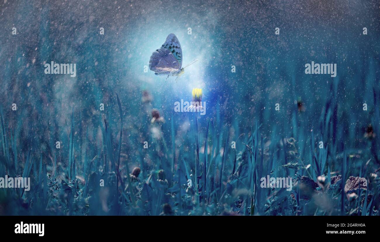 blooming yellow dandelion at night in dense grass and flying butterfly ...