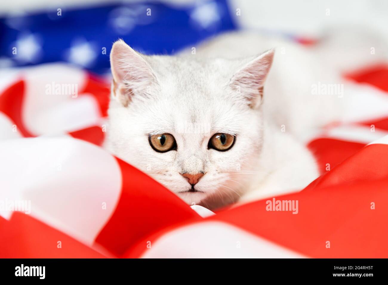 The silver British cat lies on the American flag. Patriotic cat. USA ...