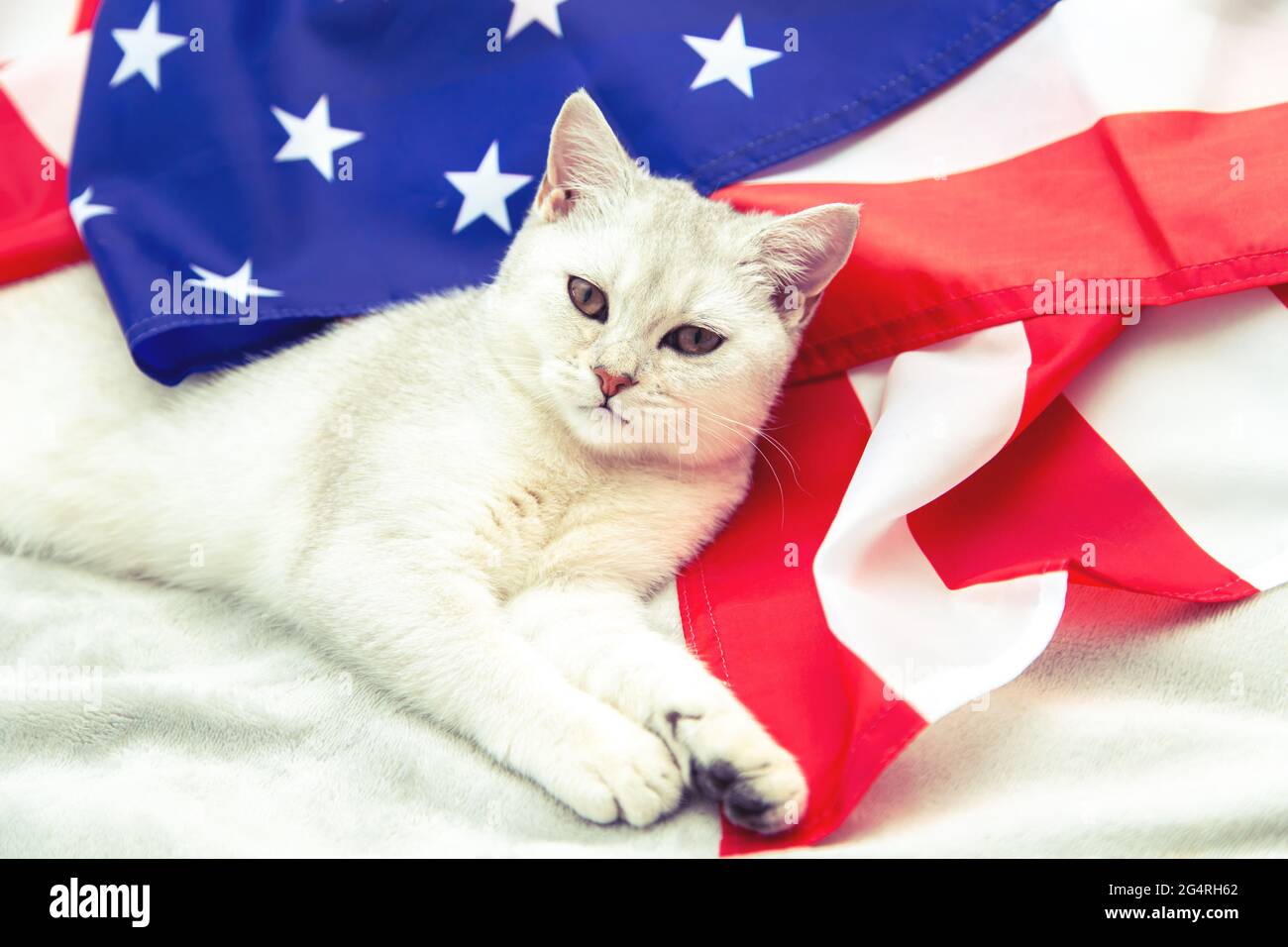 The silver British cat lies on the American flag. Patriotic cat. USA ...