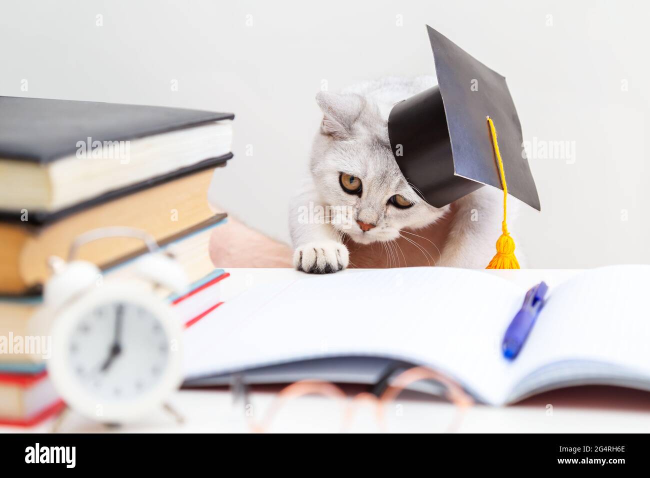 Kitten Studying