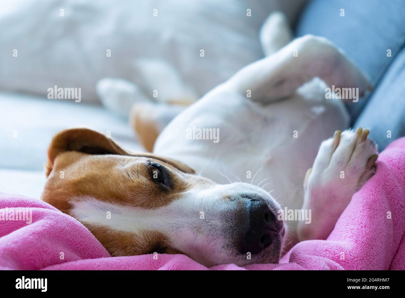 Dog taking a nap hi-res stock photography and images - Alamy