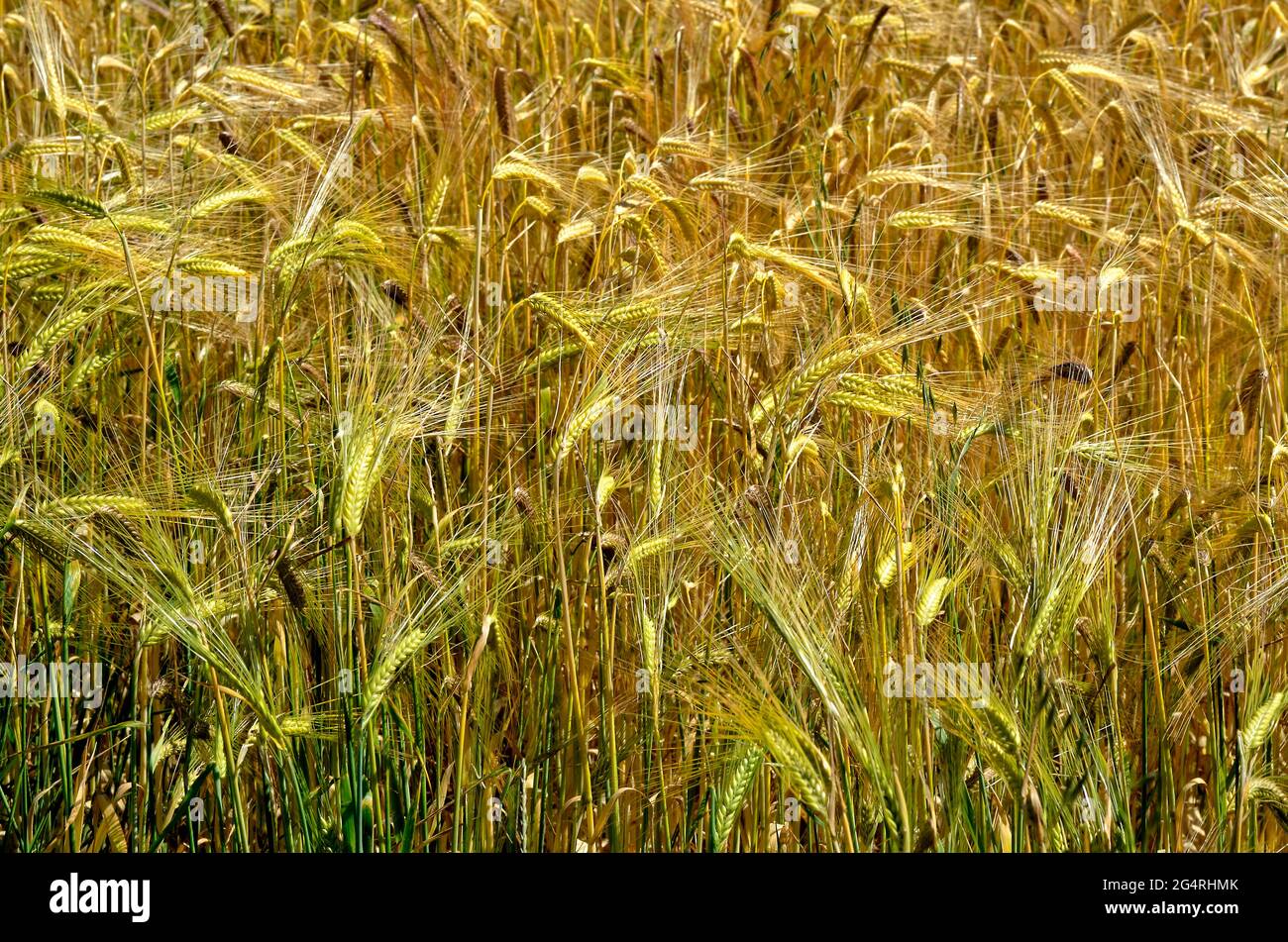 Barley Cultivation High Resolution Stock Photography and Images - Alamy