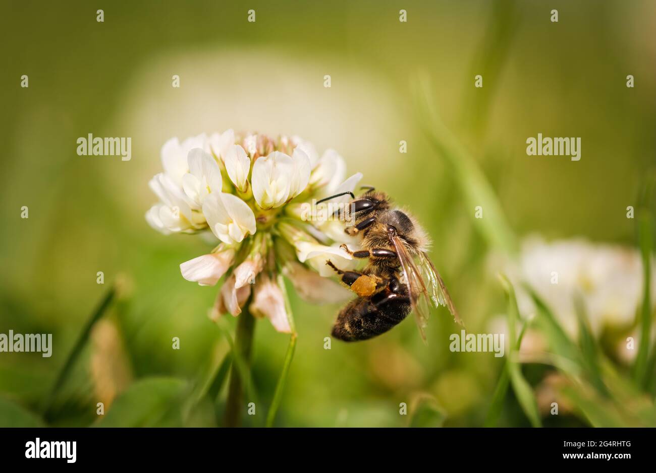 Bee collecting nectar from a flower of cloverin sunny summer day Stock ...