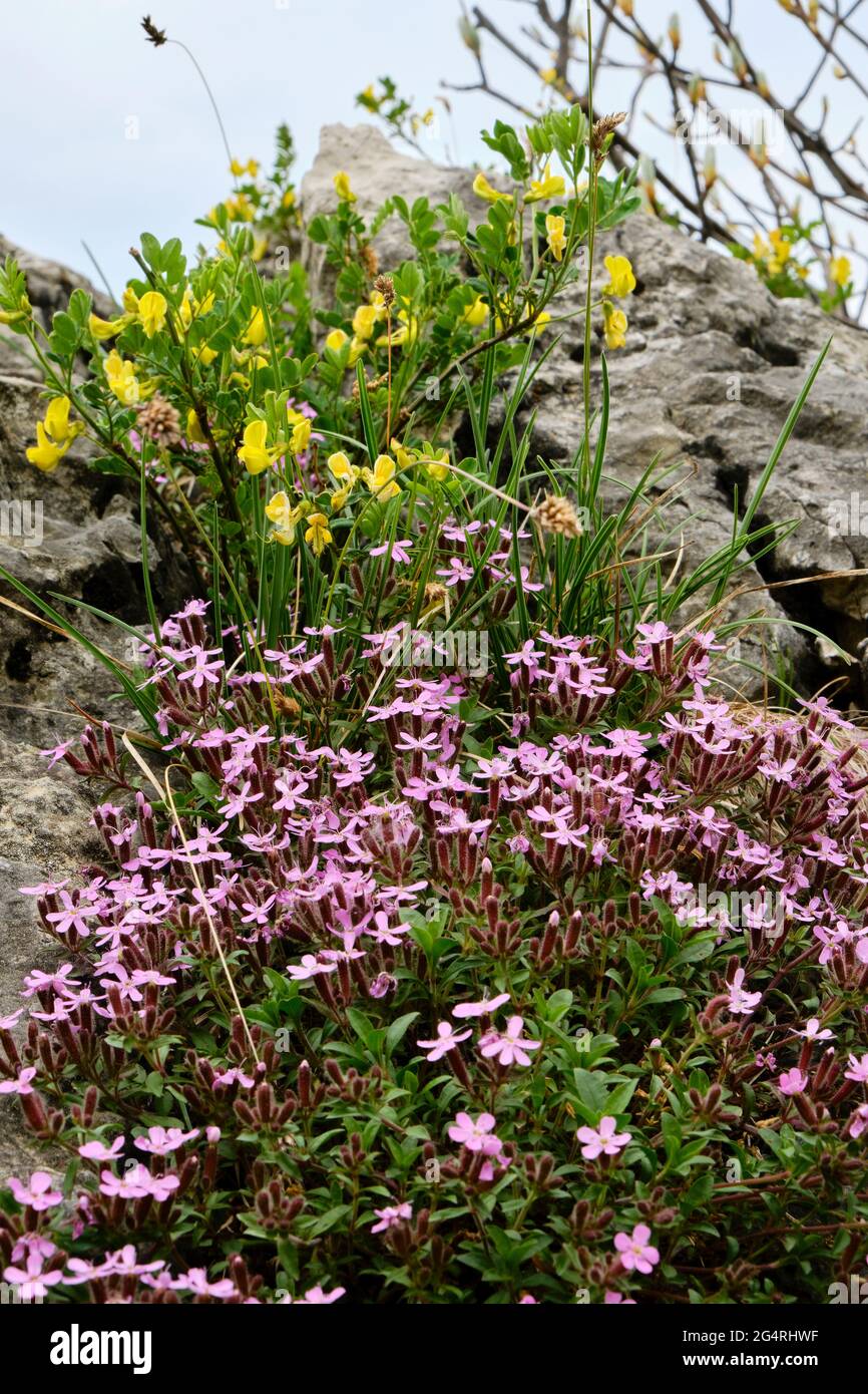 Clinging to the rocks hi-res stock photography and images - Alamy