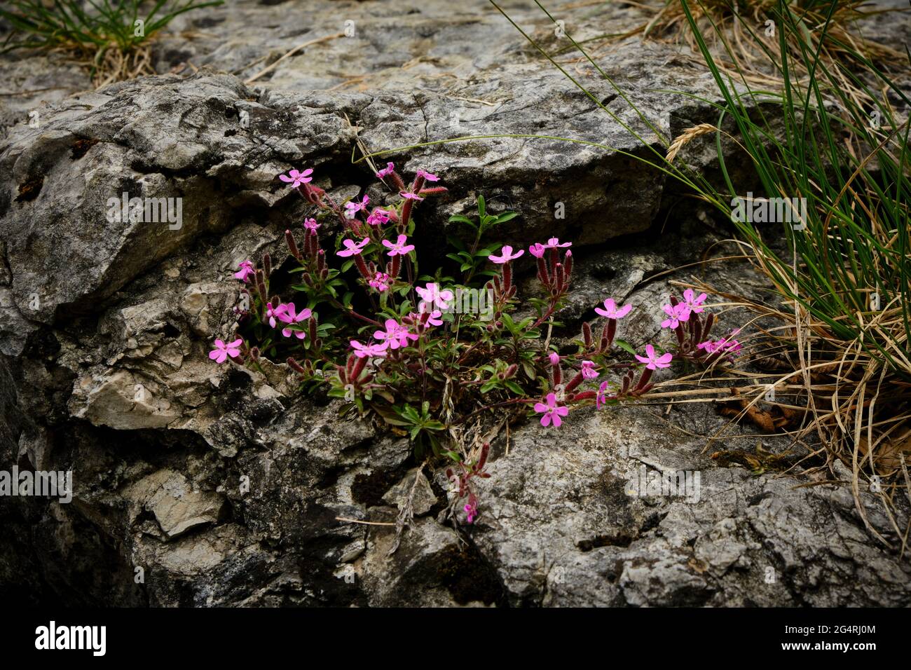 Alpine flowers clinging to solid rocks Stock Photo - Alamy