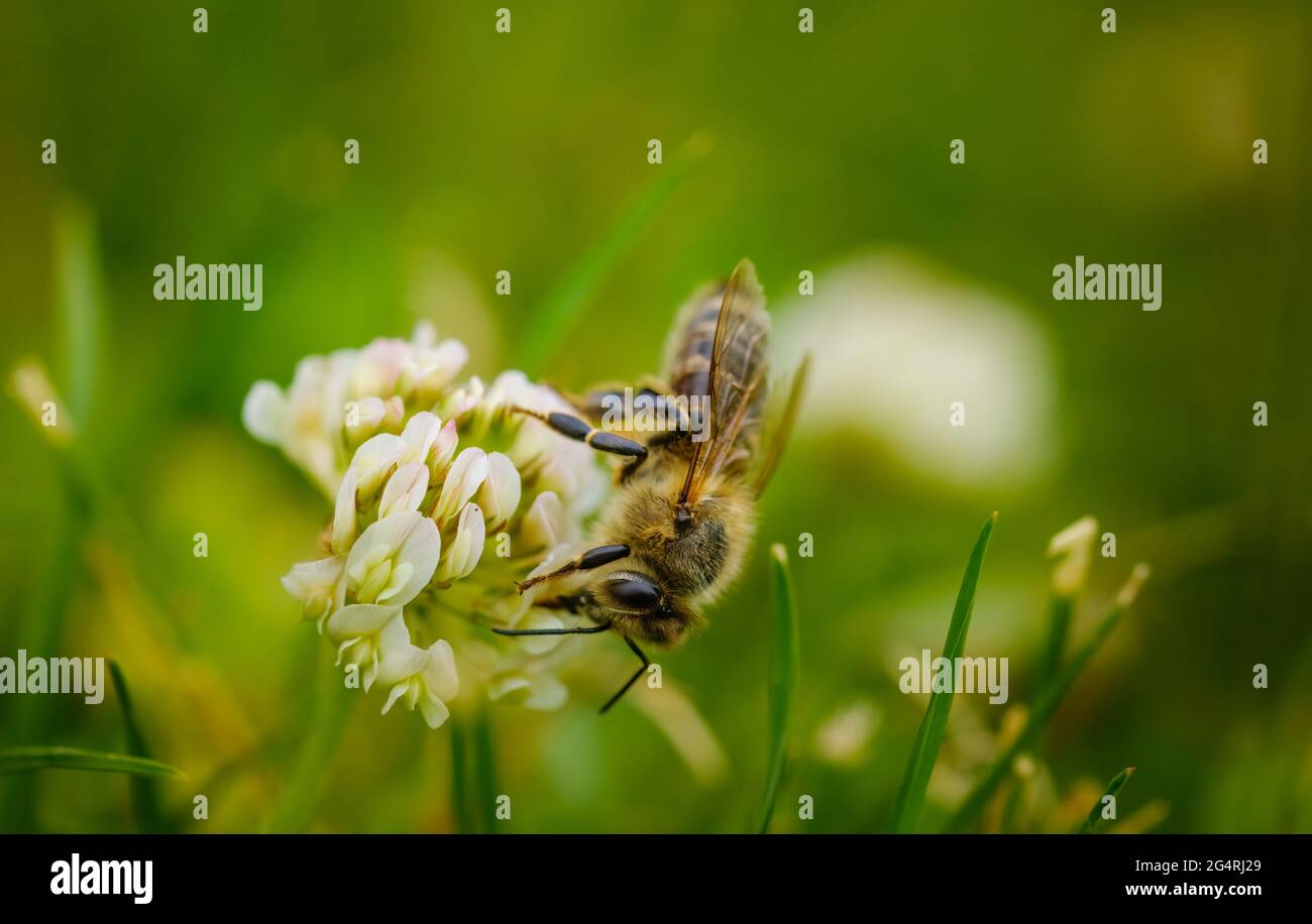 Bee collecting nectar from a flower of cloverin sunny summer day Stock ...