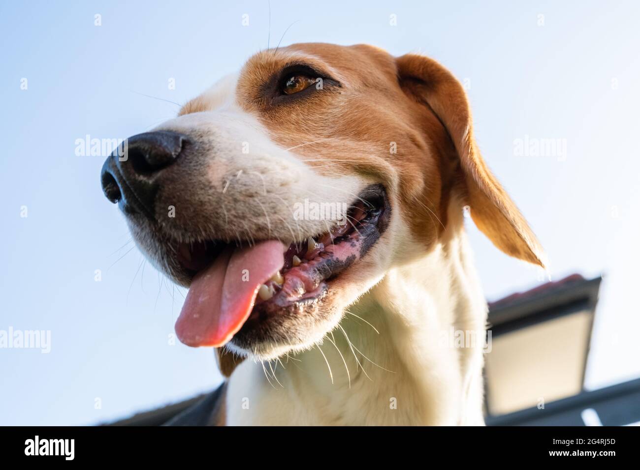 Closeup of Beagle dog head, 6 years old, looking away with tongue out ...