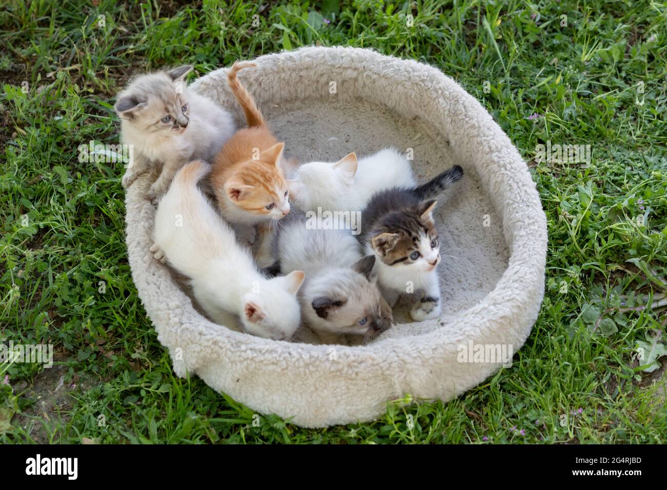 Mother kittens basket hi-res stock photography and images - Alamy
