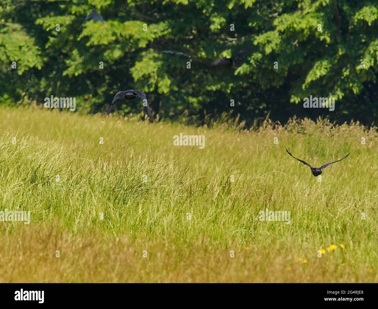 Carrion flowers hi-res stock photography and images - Alamy