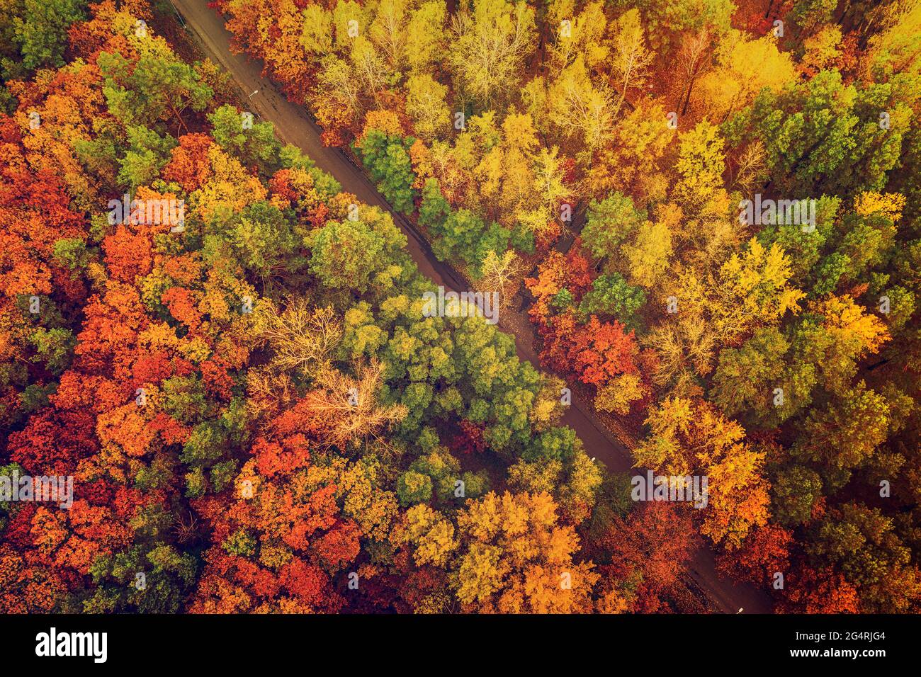 Autumn forest from above Stock Photo - Alamy