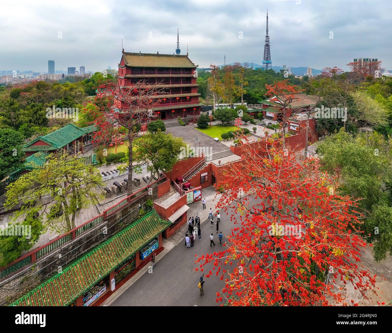 Yuexiu park in guangzhou, guangdong province, kapok blossom scenery ...